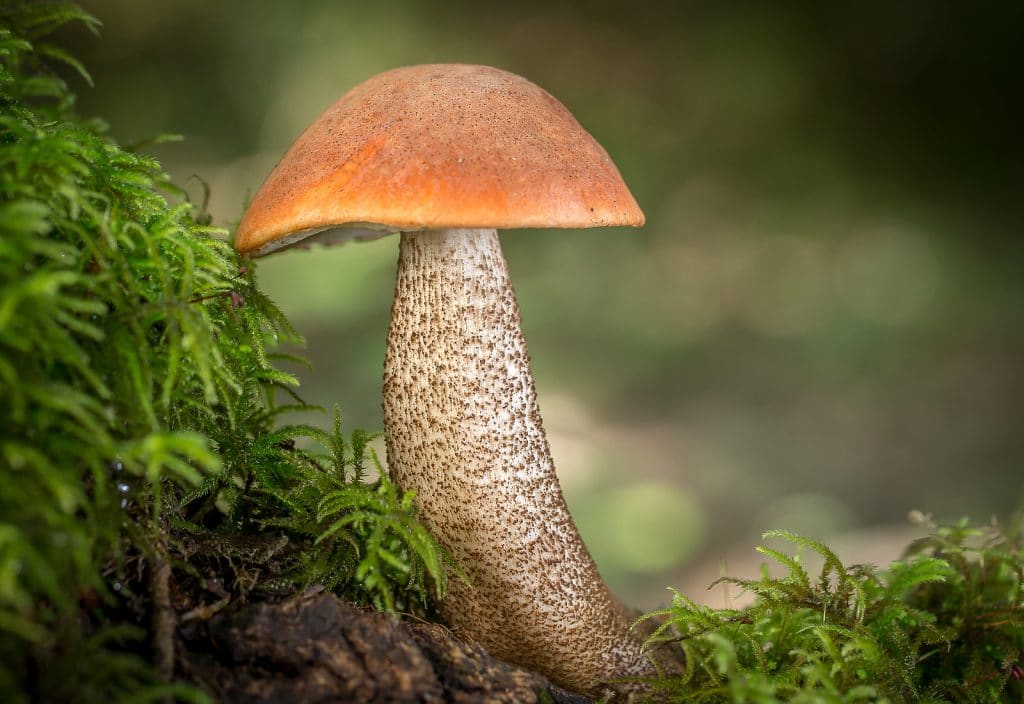 Hongos – VALLE DE AEZKOA