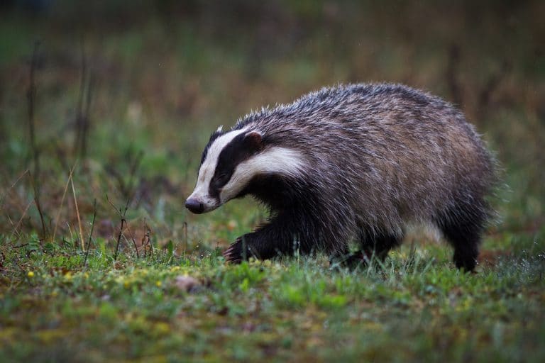 Tejon – VALLE DE AEZKOA