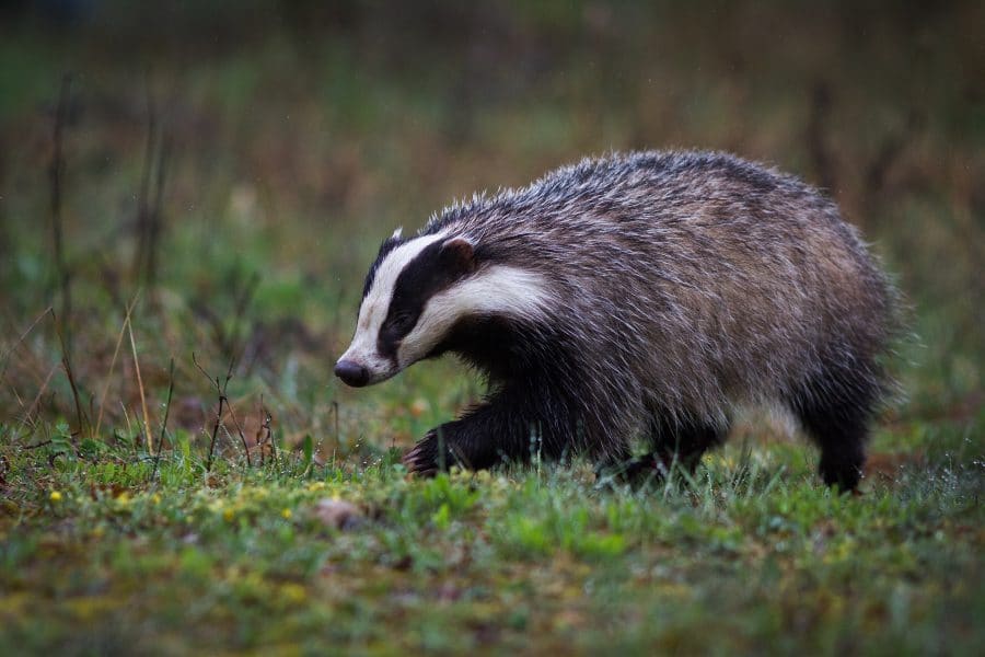 Tejon – VALLE DE AEZKOA